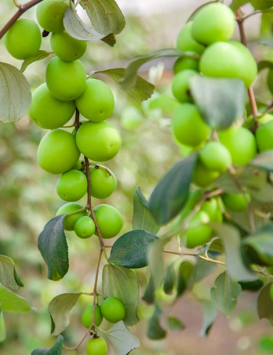 Kapil Agro Farm India Pvt Ltd