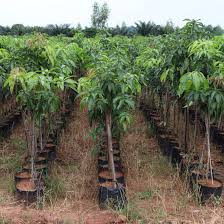 Kapil Agro Farm India Pvt Ltd